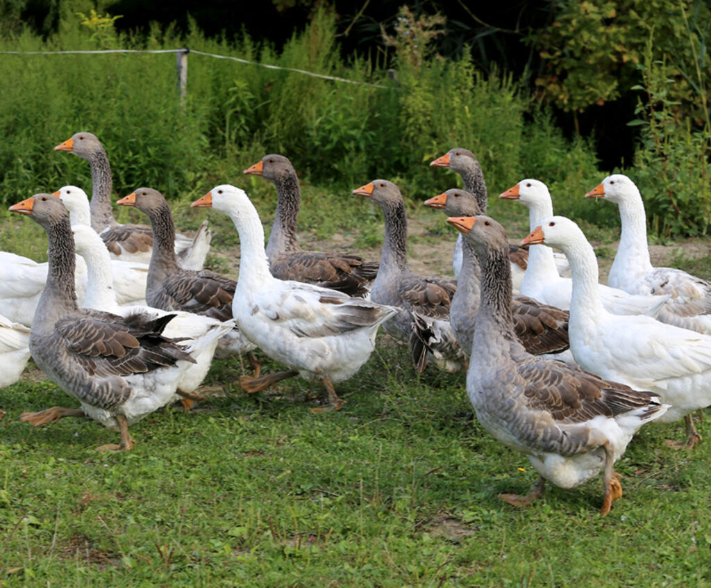 Guide to Domestic Goose Breeds - Backyard Poultry